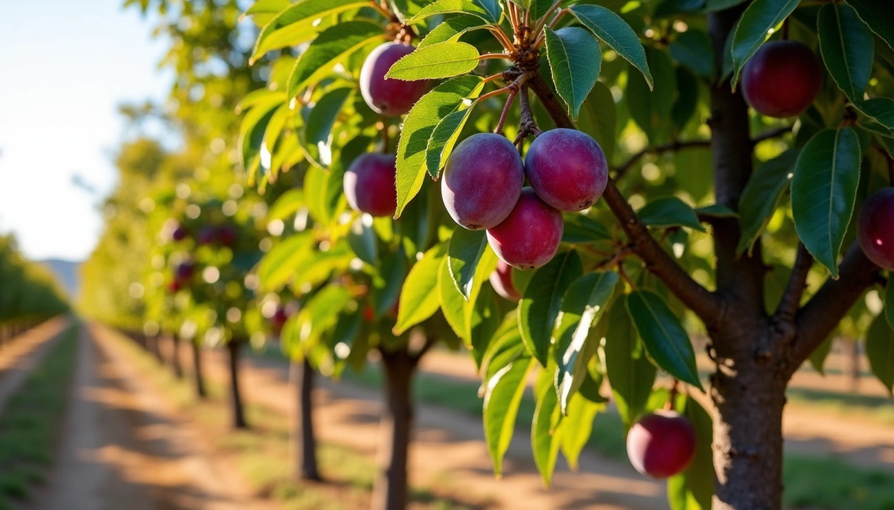 How to Prune Plum Trees in California: Simple Steps for Healthy Growth ...