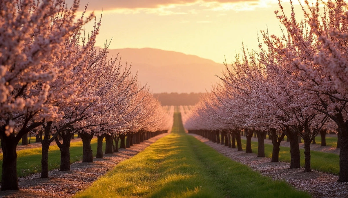 When Do Almond Trees Bloom in California? Your Annual Bloom Guide ...
