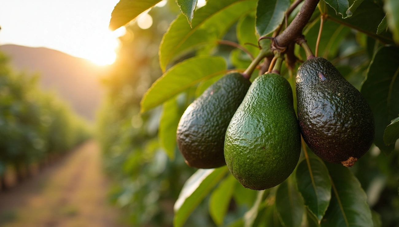 California Avocado Picking Guide: Signs Your Fruit is Ready to Harvest ...