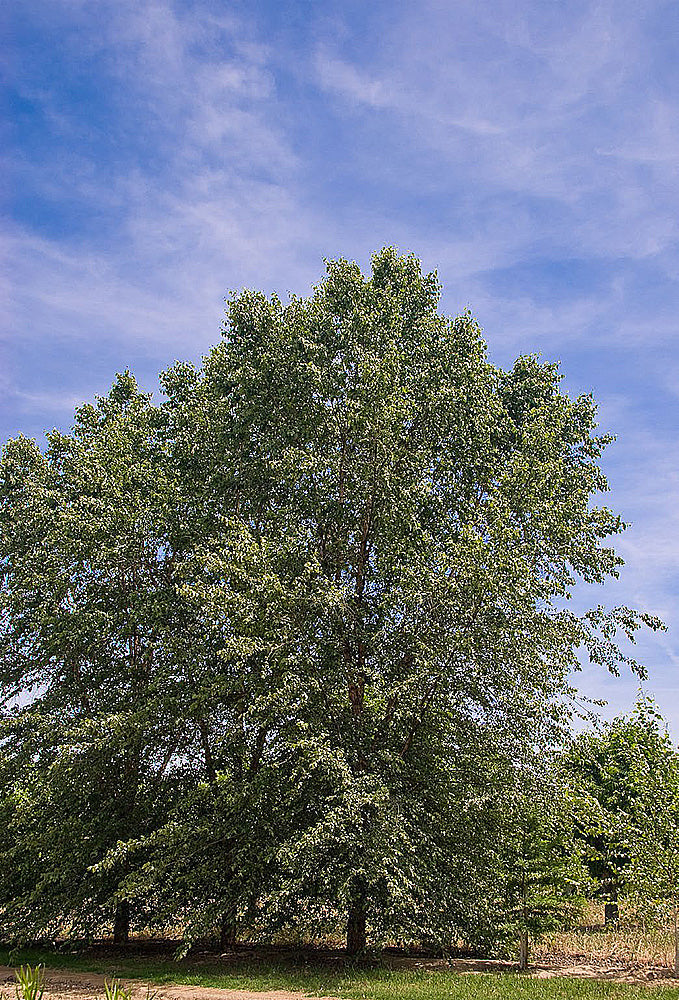 DURA HEAT RIVER BIRCH | Shop California Trees!
